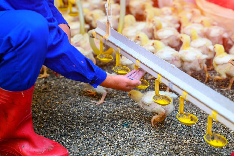 Home | MAXIMA FOOD INGREDIENTS